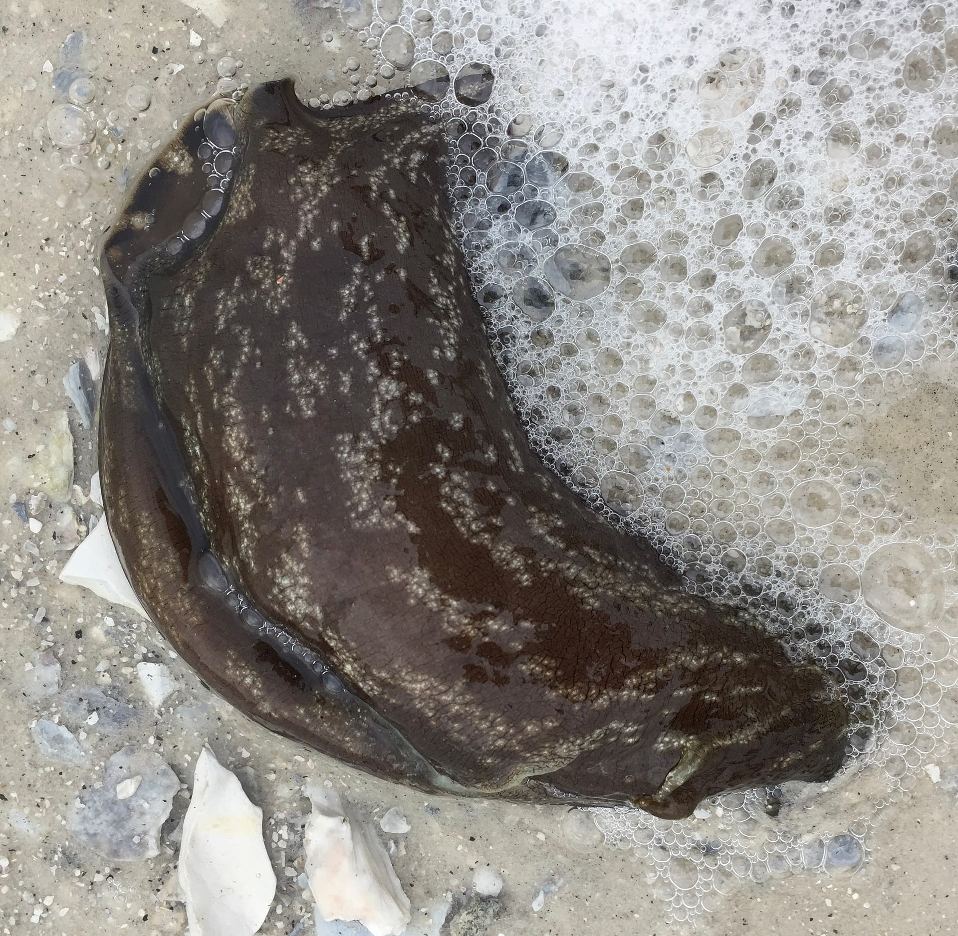 Wintering in Palmetto, FL – Hooked On RV Travel